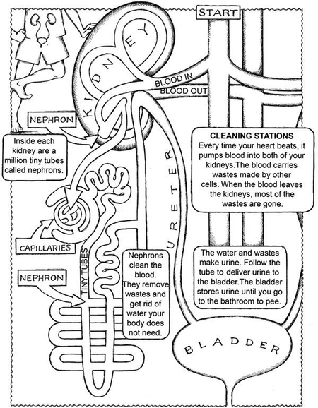 Human Anatomy Coloring Book Pdf Free Download